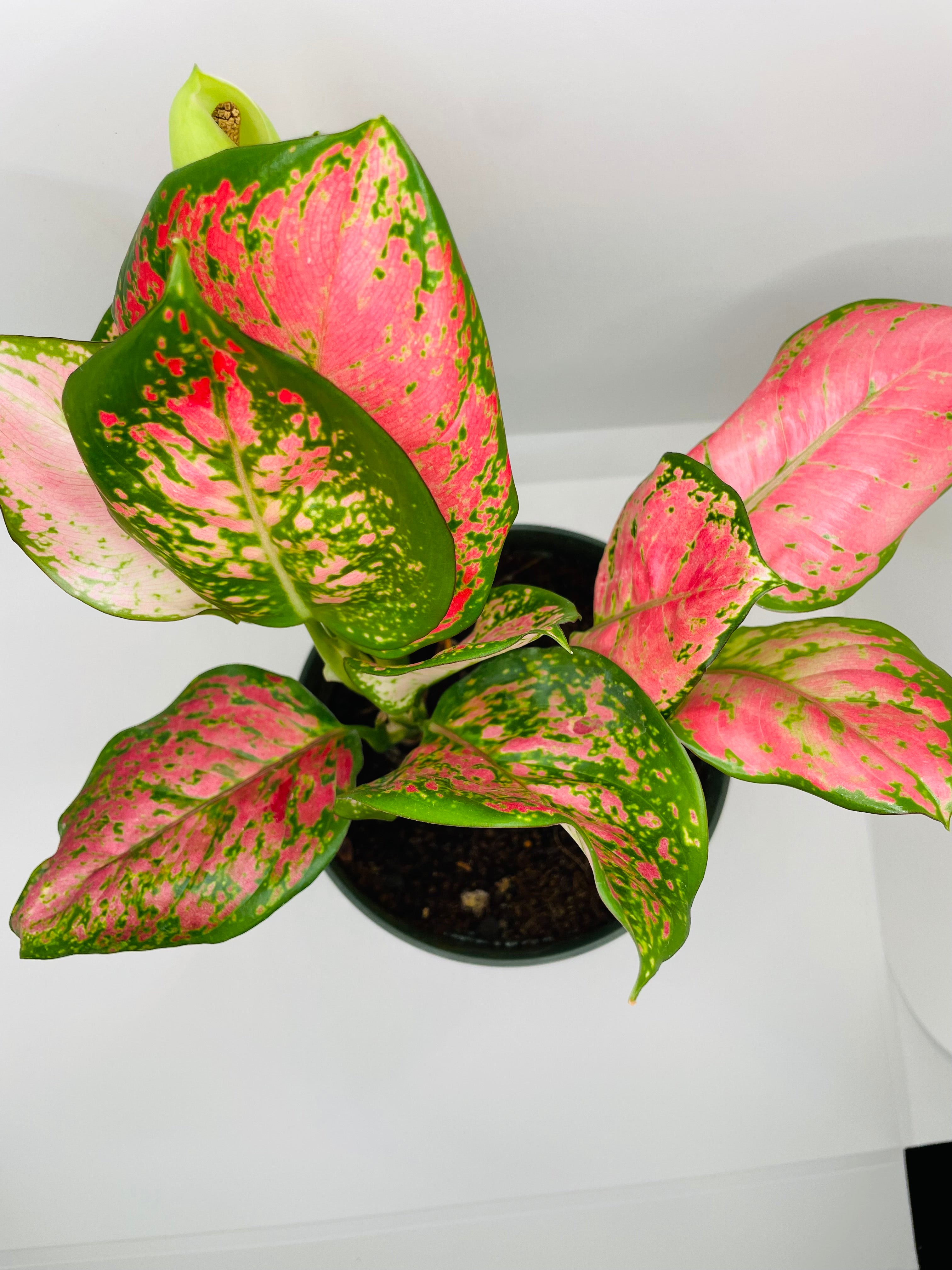 Aglaonema Red/Pink – La Petite Serre